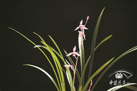 我国首次举办国际兰花学术研讨会 中国花卉网