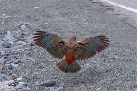 Anyone Know A Matthew Gummer I Took Some Photos Of Elliott The Kea Dedicated To His Brother