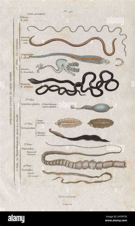 Intestinal Parasites Intestinaux Intestinal 12 Orders