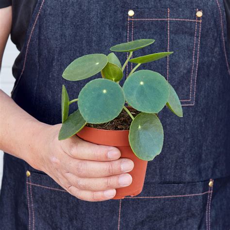 Pilea Peperomioides Chinese Money Plant