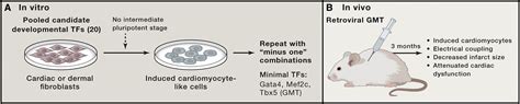 In Vivo Cellular Reprogramming The Next Generation Cell
