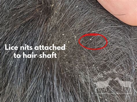 External Parasites In Goats Lice
