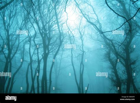 Trees In The Mist Stock Photo Alamy Trees In The Mist Stock Photo Alamy