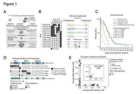 Mutation And Cell State Compatibility Is Required And Targetable In Ph Acute Lymphoblastic