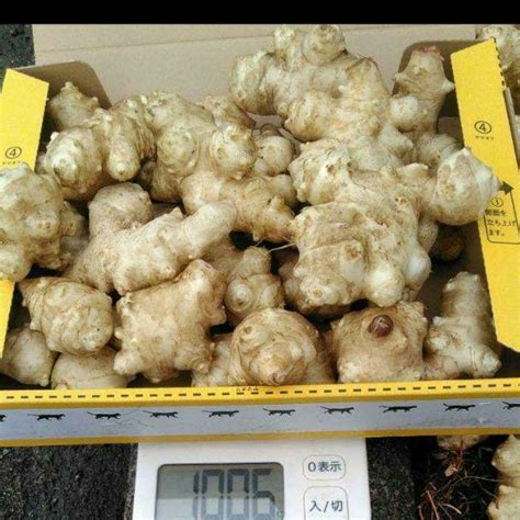やや傷や汚れあり甲府盆地 キクイモ 菊芋 1Kg以上 の落札情報詳細 ヤフオク落札価格情報 オークフリー