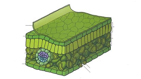 Leaf 3 Diagram Quizlet