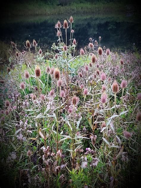 Teasel Stalks Thistle Stalks Wild Teasel Stems Natural Thistle Dried Flowers Spring Decor