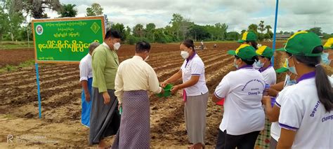 ချောင်းဦးမြို့တွင် မိုးနှောင်းချည်မျှင်ရှည်ဝါ စုပေါင်းစိုက်ပျိုးပွဲကျင