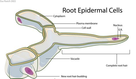 Root Epidermis On Behance