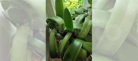 Гемантус белоцветковый(олений язык) купить в Красногорске | Товары для ...