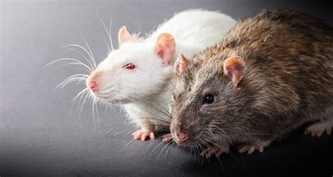 Epa Joins Growing Movement To End Animal Testing By 2035