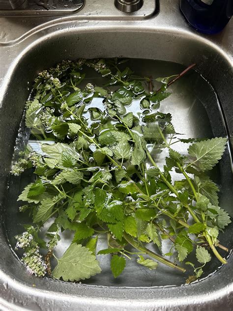 first time growing and harvesting catnip it was covered in ants and