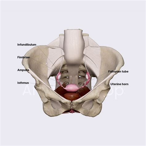 Fallopian Tubes Anatomyapp