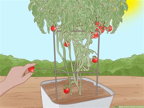 Cherry Tomato Plant Growing Too Tall Fasci Garden