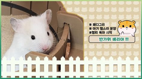 페디그리 아기 햄스터 분양 반가워 베리야 Youtube