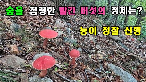 숲을 점령한 빨간 버섯의 정체는 능이 정찰 산행에서 본 연기색만가닥버섯 등 Youtube