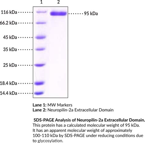 Neuropilin 2a Extracellular Domain Human Recombinant Cayman
