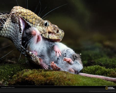 Snakes Eating Animals Animals Eating Animals