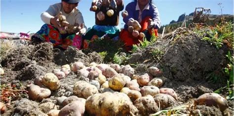 Agricultura En El Peru ¡descubre El Impacto En La Economía June