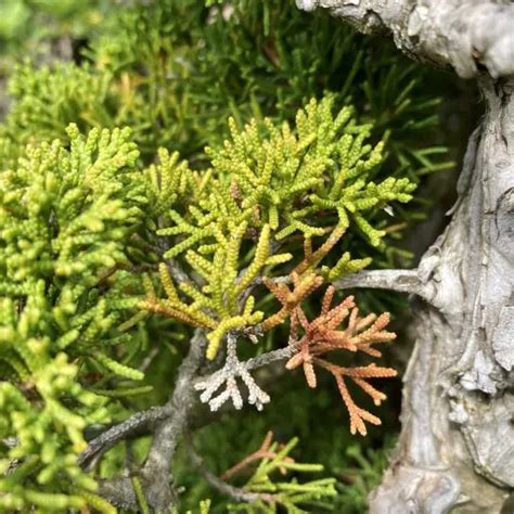 Yellowing Juniper Bonsai Why And How To Save It