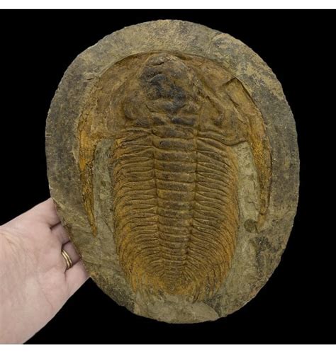 Fossils For Sale Fossils Large Middle Cambrian Trilobite From Morocco
