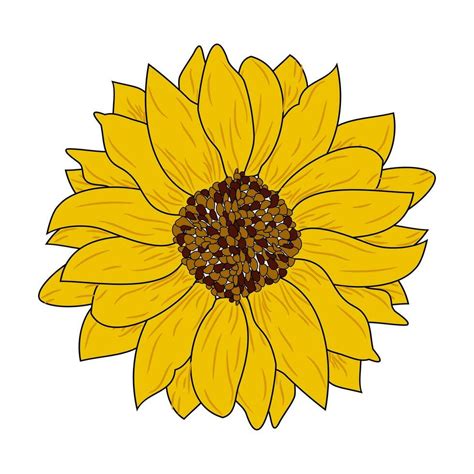 Realistic Sunflower Design 32475376 Vector Art At Vecteezy