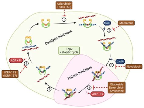 Catalytic Enzyme Cycle