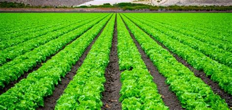 What Are Cover Crops Examples And Definition Swell Seed Co
