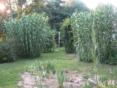 Marilyn Ws Giant Reed Grass Outdoor Gardens Grass Plants