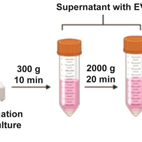 Diagrammatic Representation Of Ultracentrifugation Based Exosome Download Scientific Diagram