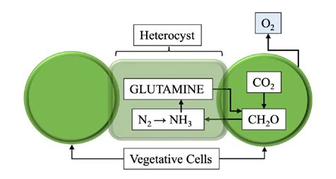 Diagram Illustrating Nitrogen Fixation By Heterocysts Photosynthesis