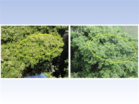 2018 Asprs Big Data Classification Of Tropical Forest Tree Species