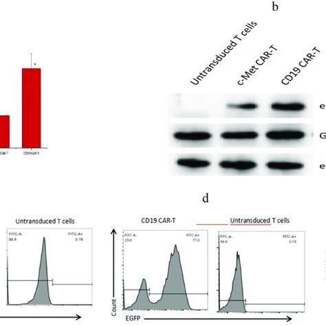Car Plasmid Construction And Validation A C Met Car Structure