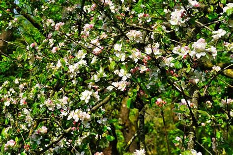 20 Kostenlose Apfelbaum Alt Und Apfelbaum Bilder Pixabay