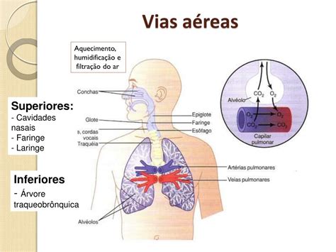 PPT Sistema Respiratório Ventilação Pulmonar PowerPoint Presentation ID 7082161