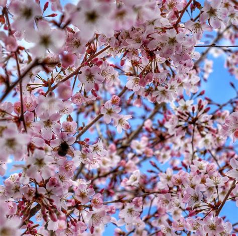 Prunus Avium Wild Cherry