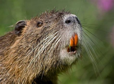 Big Rats In Louisiana