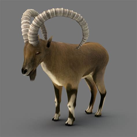 Ibex 3d Model 59 3ds Fbx Obj Max Free3d