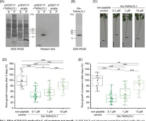 Figure 6 From Loss Of Function Mutation Of The Rapid Alkalinization