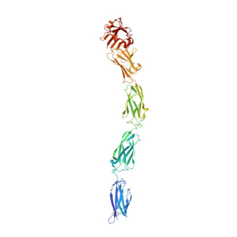 Rcsb Pdb 1cwv Crystal Structure Of Invasin A Bacterial Integrin Binding Protein