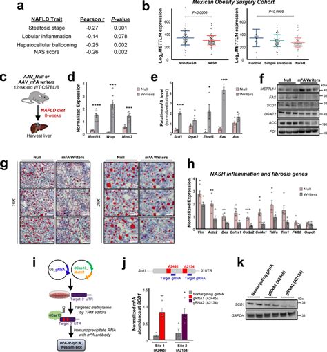 Transcriptional Regulation Of N6 Methyladenosine Orchestrates Sex