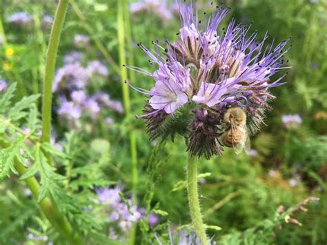 Les Abeilles De Papae Groupe Scolaire De La Maternelle Au Supérieur