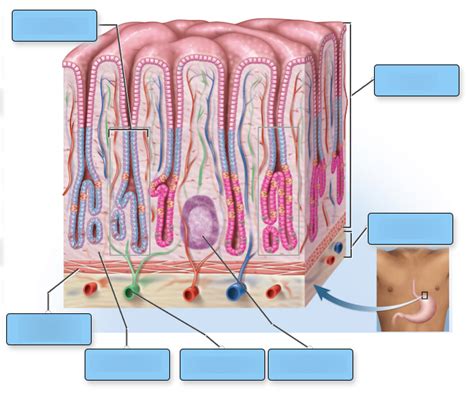 Histological Layers Of The Stomach Wall Diagram Quizlet