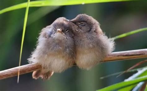 Милые птички картинки и фото Poknokart