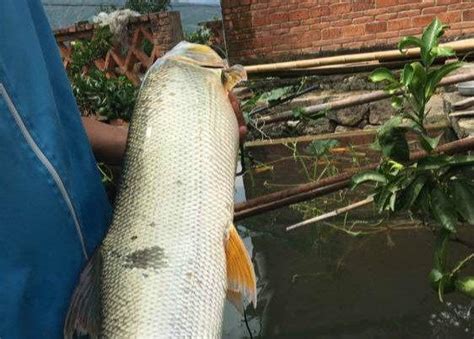 三峽水庫垂釣收穫一條米級的鱤魚 內附獨門水庫垂釣餌料配方 每日頭條