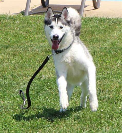 Adopted Axl Siberian Husky Arctic Spirit Rescue Southeastern Pa