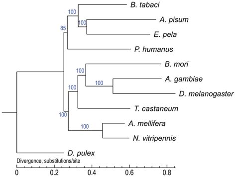 Phyml Phylogenetic Trees Of Four Hemimetabolous Insects And Six
