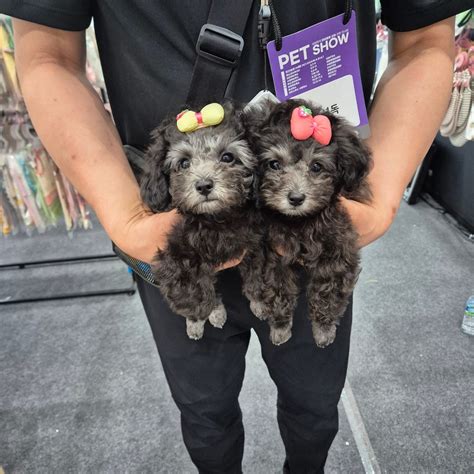 패션독 모델견 타이니푸들 앨리 파티실버푸들 루이 Silverpoodle0609 • Instagram Photos And Videos