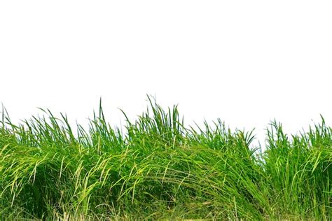 Premium Photo Grass Isolated On White Backgroundx9