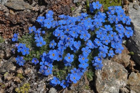 Eritrichium Nanum Alpine Garden Society